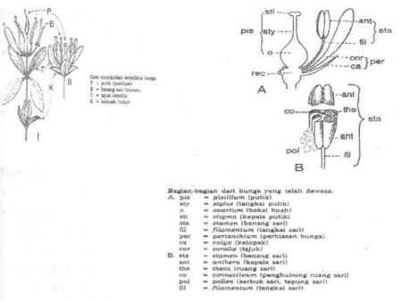 Bagian Bagian Bunga - Dotedu.id