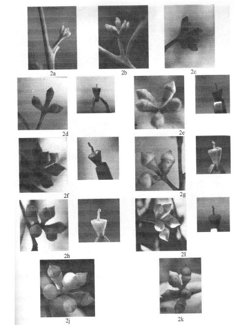 Pembungaan (flowering) - Dotedu.id