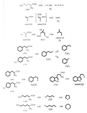 Biosintesis Metabolit Sekunder - Dotedu.id