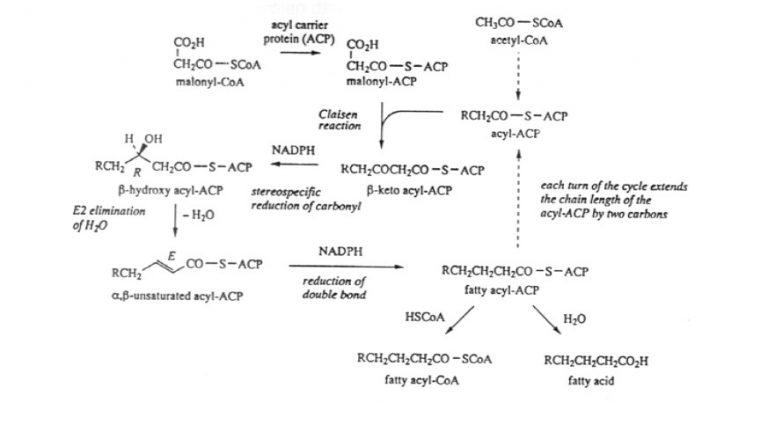 Biosintesis Metabolit Primer - Dotedu.id