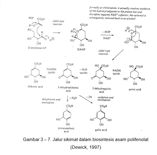 Biosintesis Metabolit Sekunder - Dotedu.id